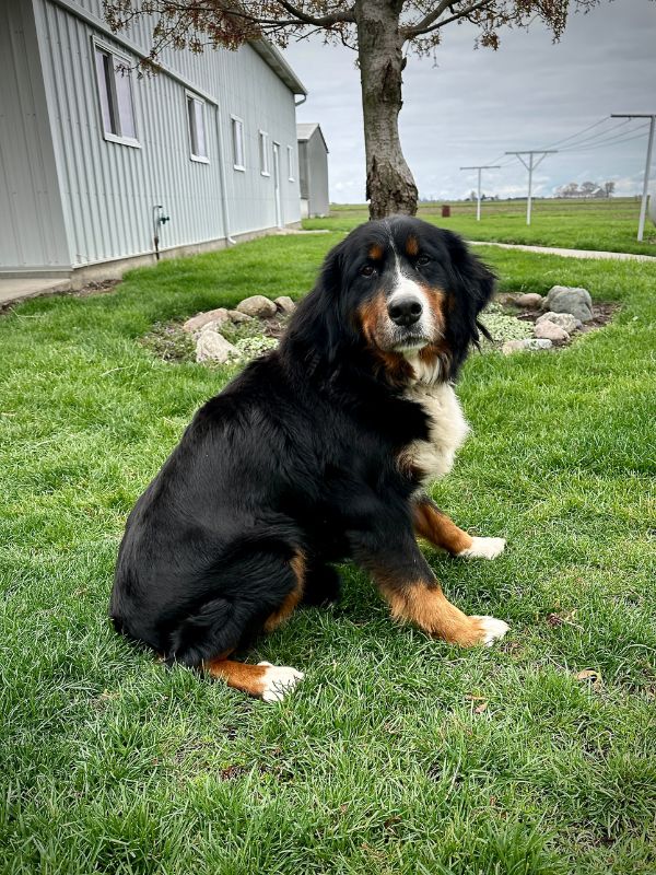 Pure Breed Bernese Mountain Dog Puppies - Love Berners