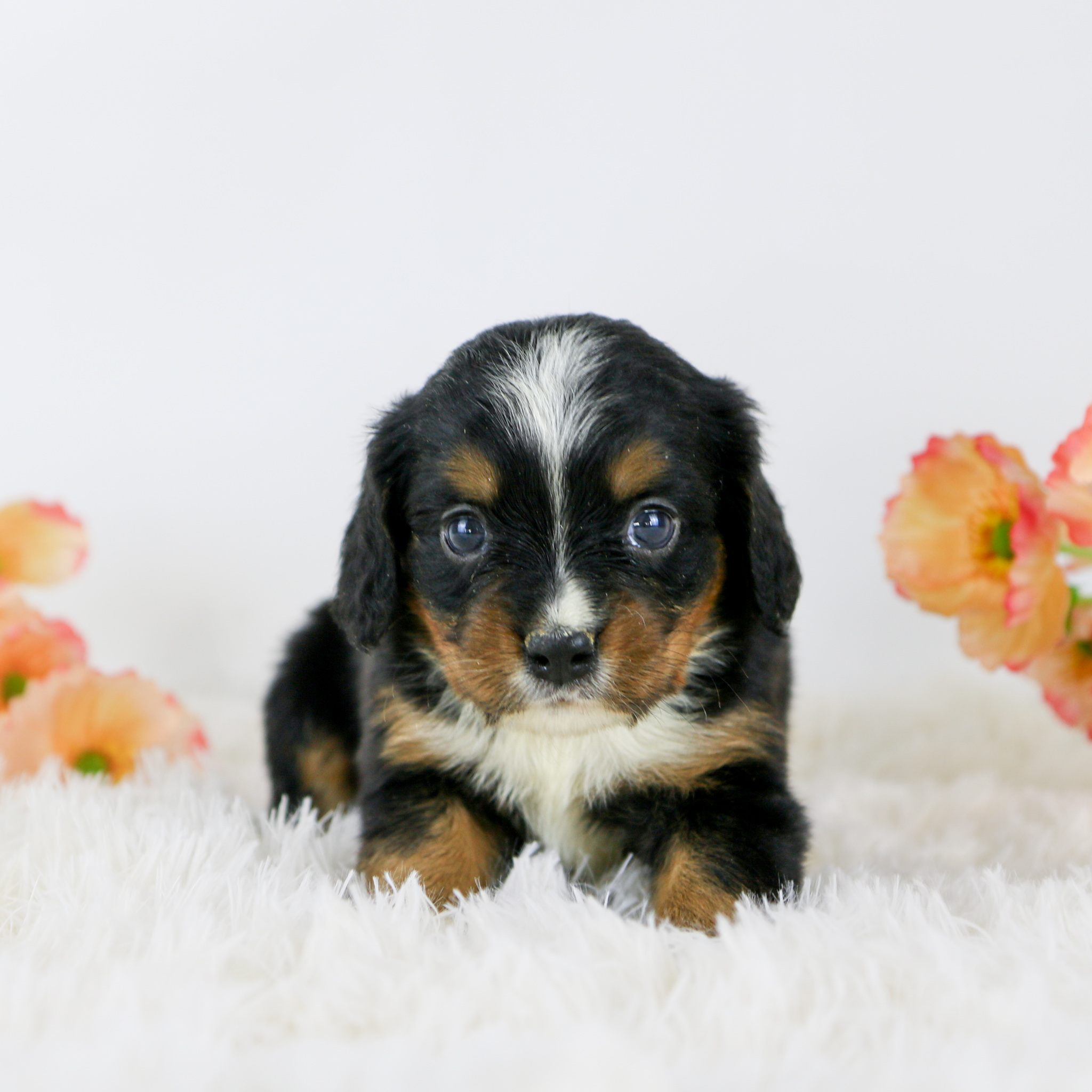 Schneider Family - Love Berners | Mini Bernese Mountain Dog Puppies