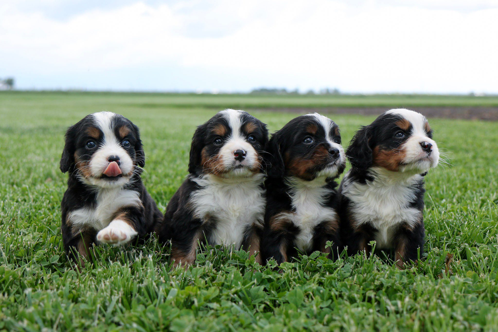 Mini Bernese Mountain Dog Puppies - Love Berners