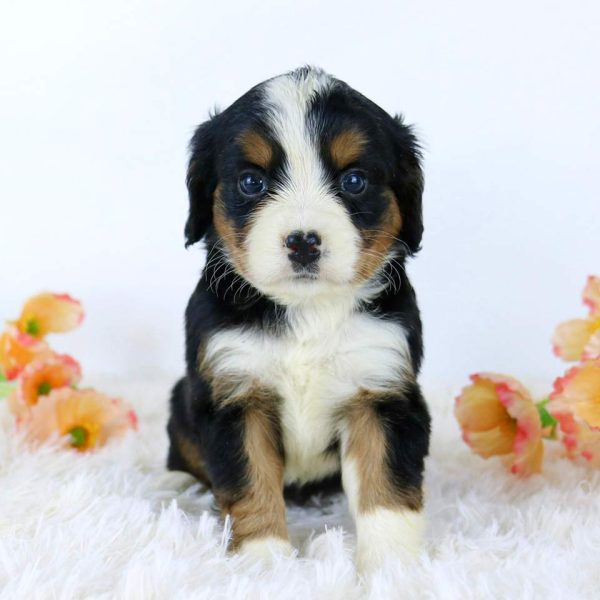 Mini Bernese Mountain Dog Puppies - Love Berners