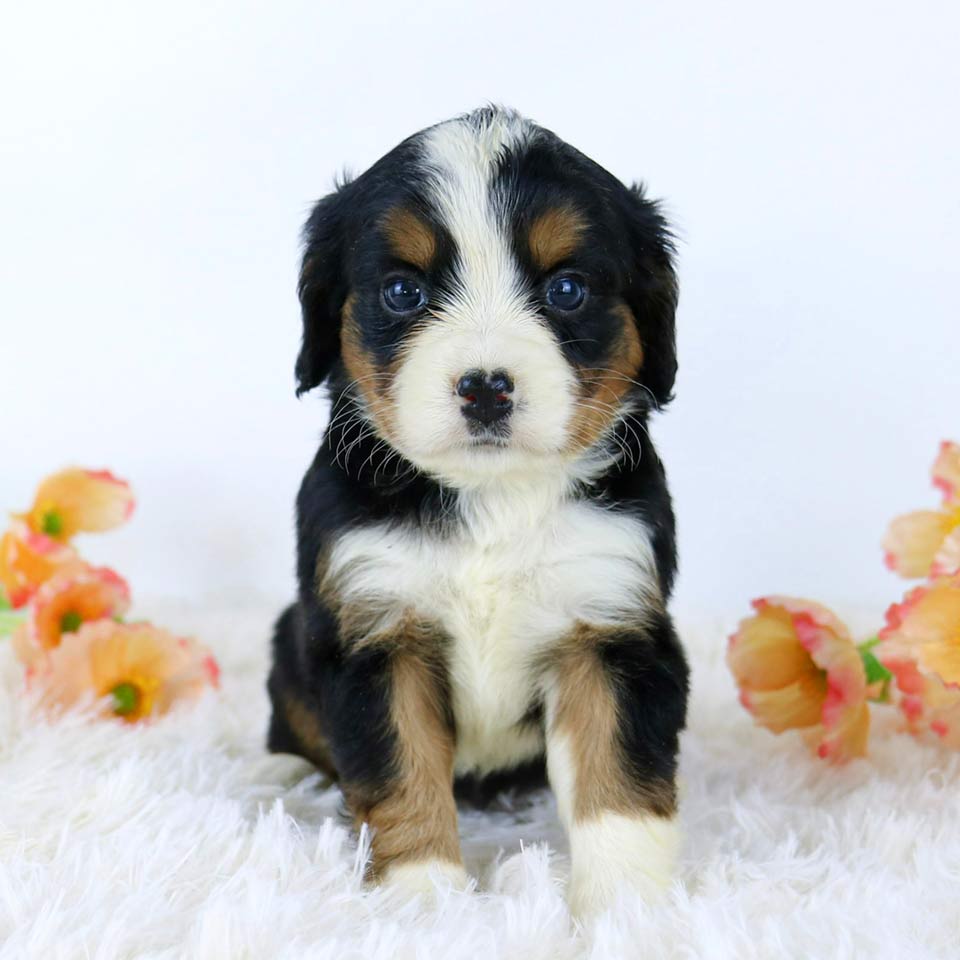 Mini Bernese Mountain Dog Puppies - Love Berners