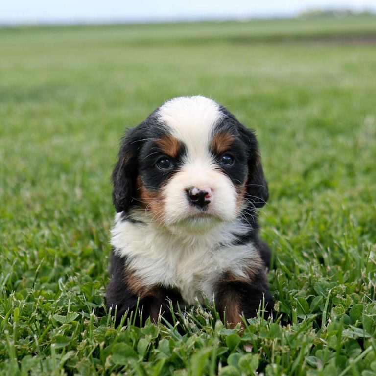 Mini Bernese Mountain Dog Puppies - Love Berners