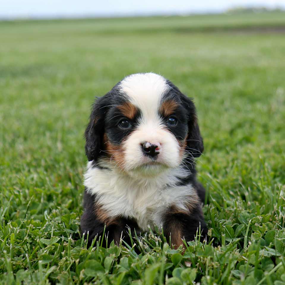 Mini Bernese Mountain Dog Puppies - Love Berners