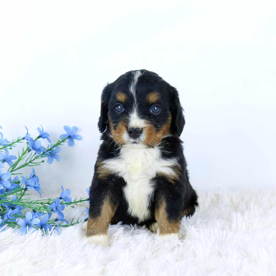 Mini Bernese Mountain Dog Puppies - Love Berners