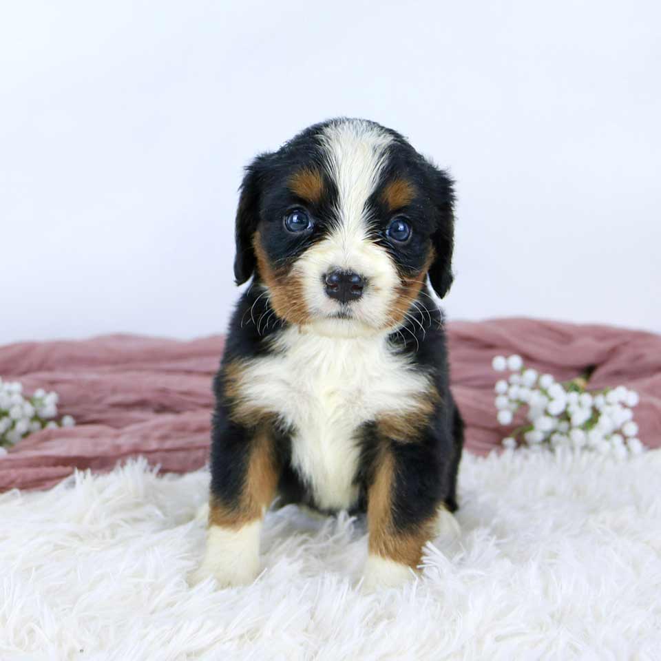 Mini Bernese Mountain Dog Puppies - Love Berners