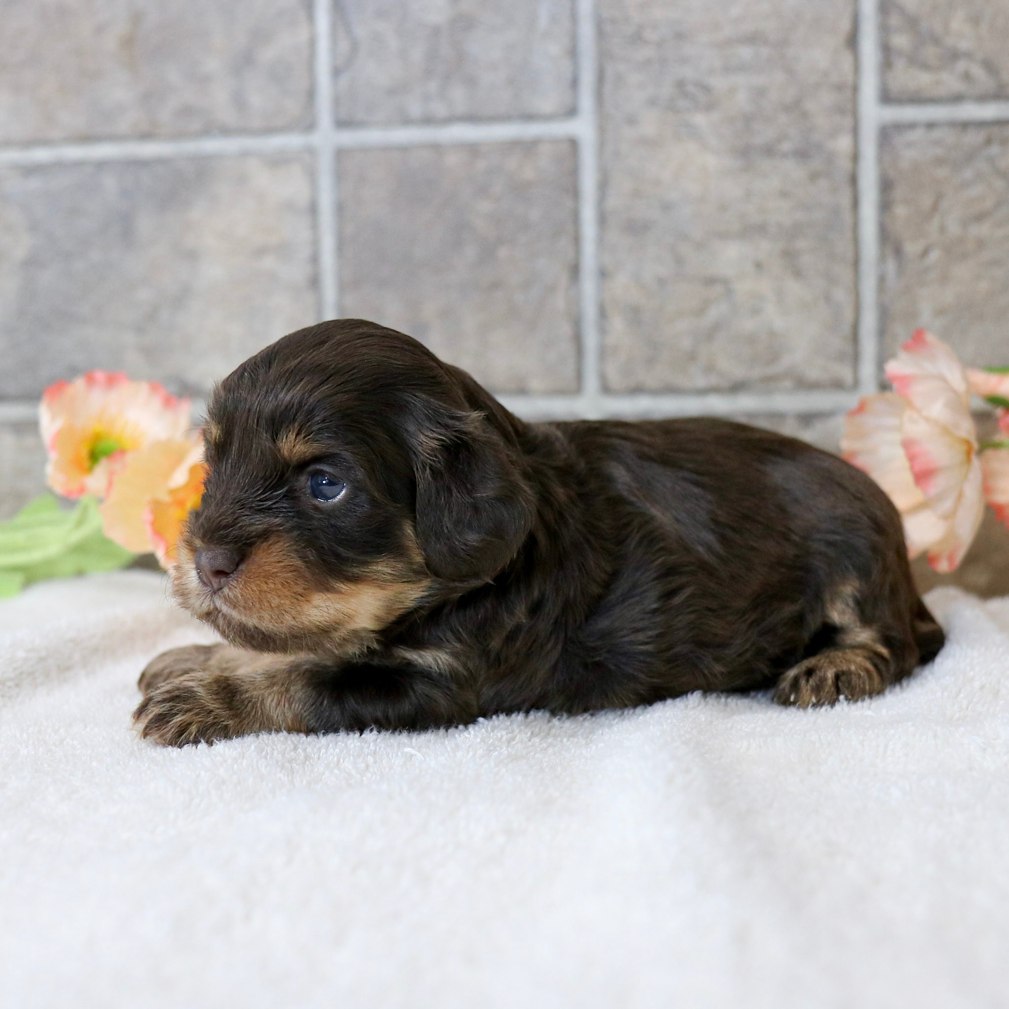 Mocha - Love Berners | Mini Bernese Mountain Dog Puppies