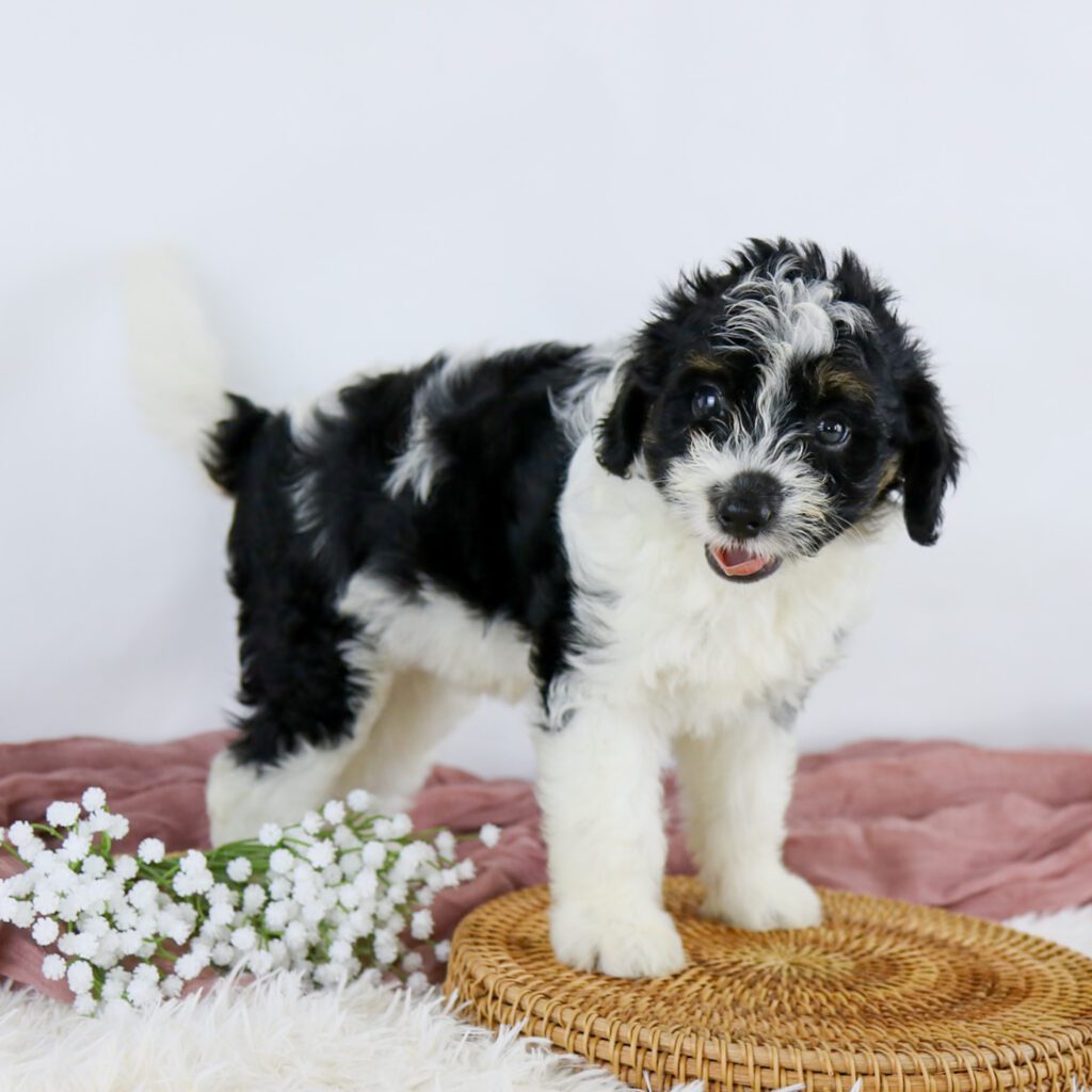Paige - Love Berners | Mini Bernese Mountain Dog Puppies