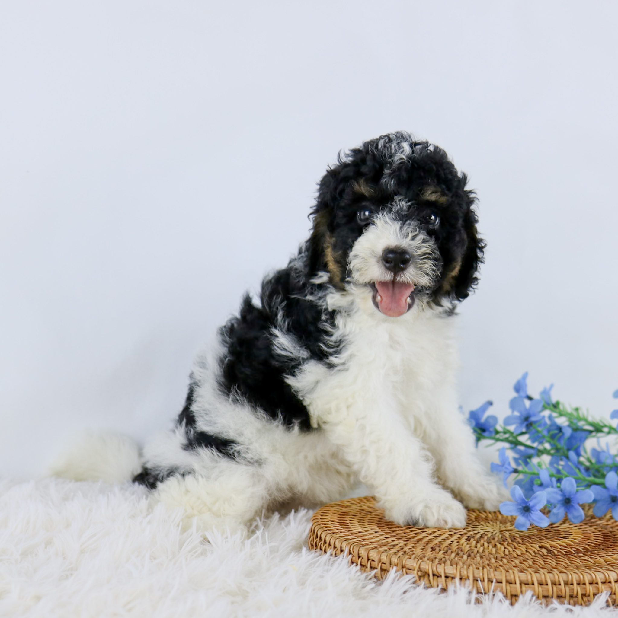 Perry - Love Berners | Mini Bernese Mountain Dog Puppies